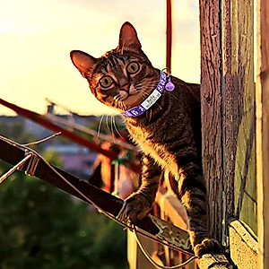 Personalized 2 Pack Reflective Cat Collar,Custom Breakaway Cat Collars with Name Tag and Bell,Anti-Lost Nameplate Cat Collar for Girls & Boys (Purple,fit 8''-11.0'')