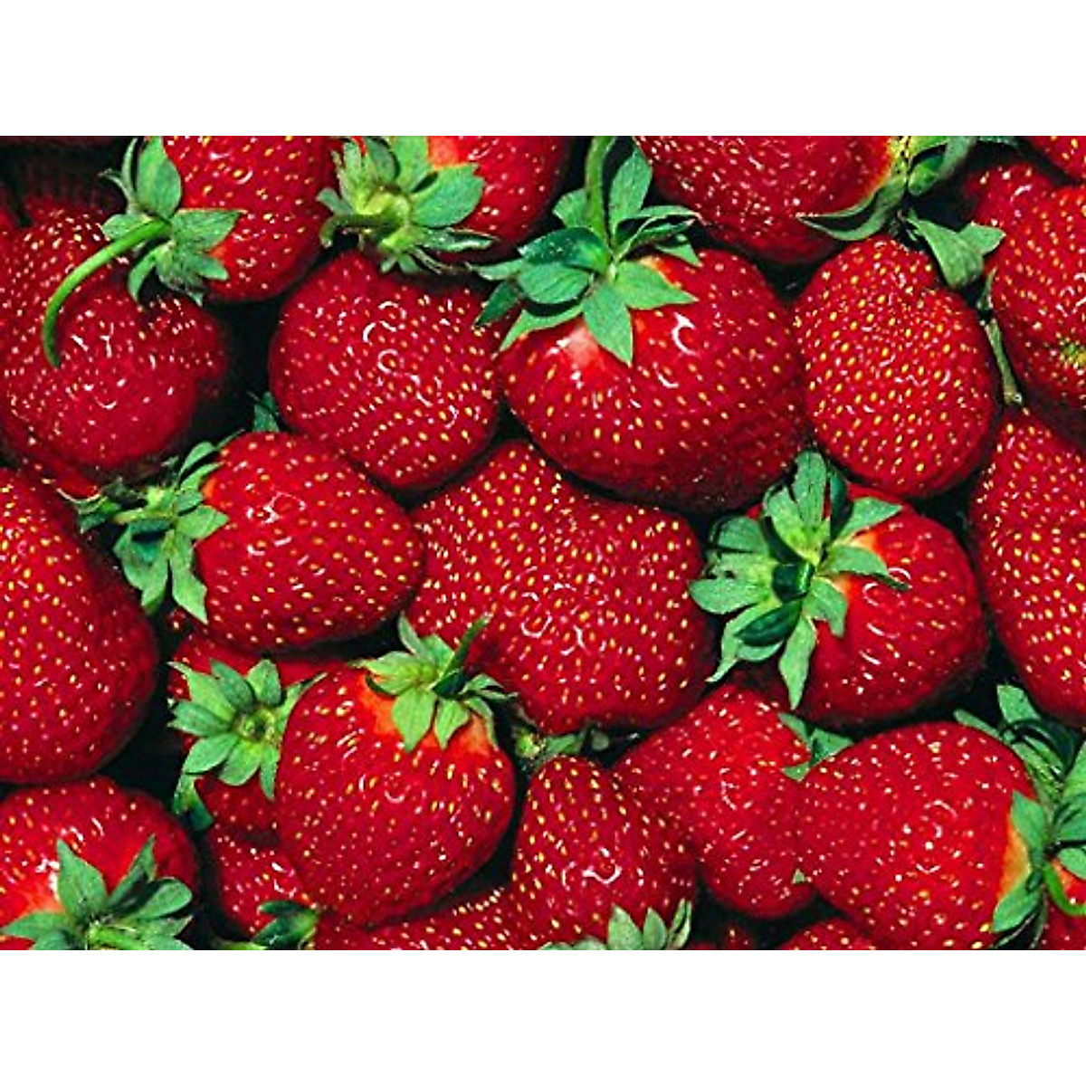 Fort Laramie Everbearing Strawberry 25 Bare Root Plants - Hardiest Everbearer