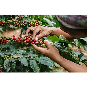 Cafe Don Pedro French Vanilla Low Acid Coffee Pods - Compatible with K-cup Coffee Maker, 100% Arabica, Battles Heartburn, Acidic Reflux, 12 count