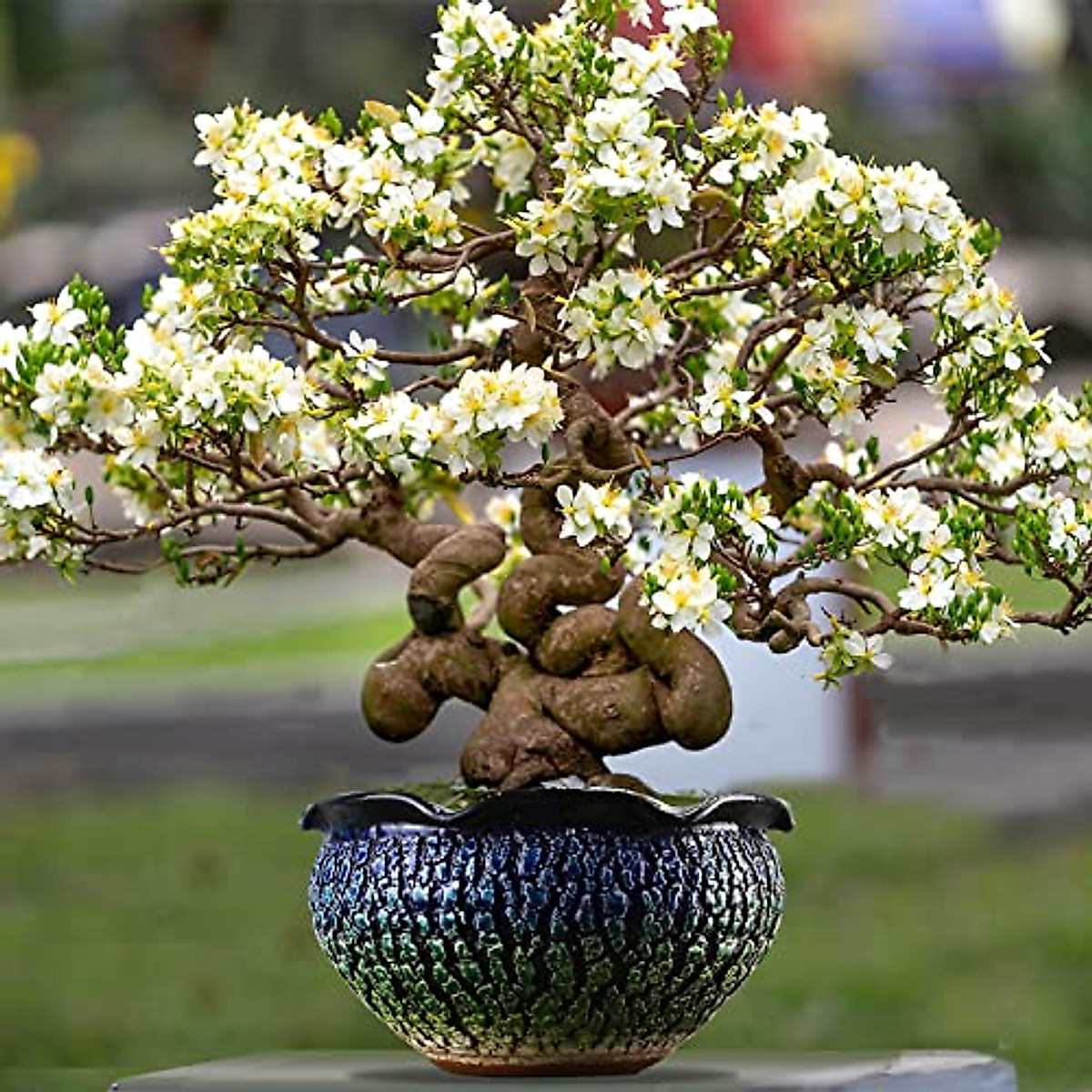 FFPOPU Bonsai Pots, Large Rough Pottery Succulent Planter with Drainage Hole, Purely Handmade Large Ceramic Bonsai Tree Pot,Green Bonsai Planter for Bonsai Lovers