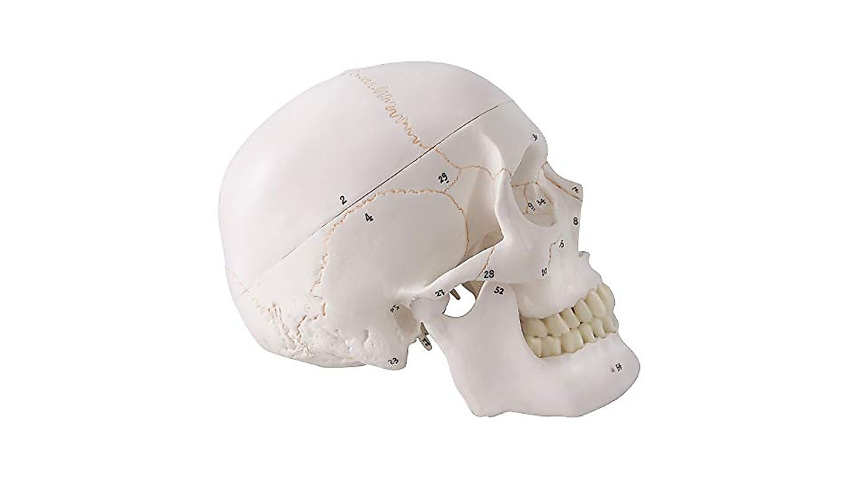 Generies Skull Anatomical Model for Medical Students
