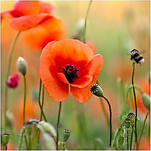 Seed Needs, 100,000+ Red Poppy Corn Poppy Seeds for Planting (Papaver rhoeas) Attracts Pollinators, Red Blooms Bulk