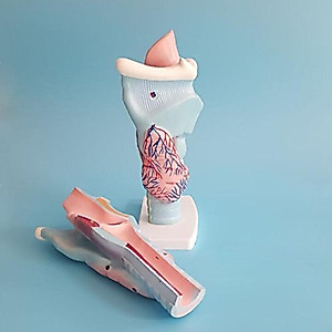 Airgoesin Magnified Human Larynx Anatomical Showing Model - Medical Anatomy Skeleton Throat Study DisplayModel