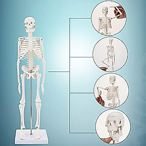 MIIRR Human Skeleton Anatomical Model, 17.7'' Mini Size Medical Skeleton Model with Movable Arms and Legs, Easy to Carry and Display for Anyone Study and Teaching