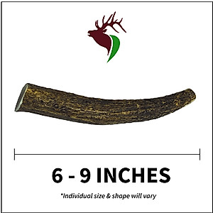 Elkhorn Premium Chews - Medium Whole Twin Pack (for 20-45 lb Dogs and Puppies) Premium Grade Elk Antlers for Dogs (2 Pieces) Sourced in The USA