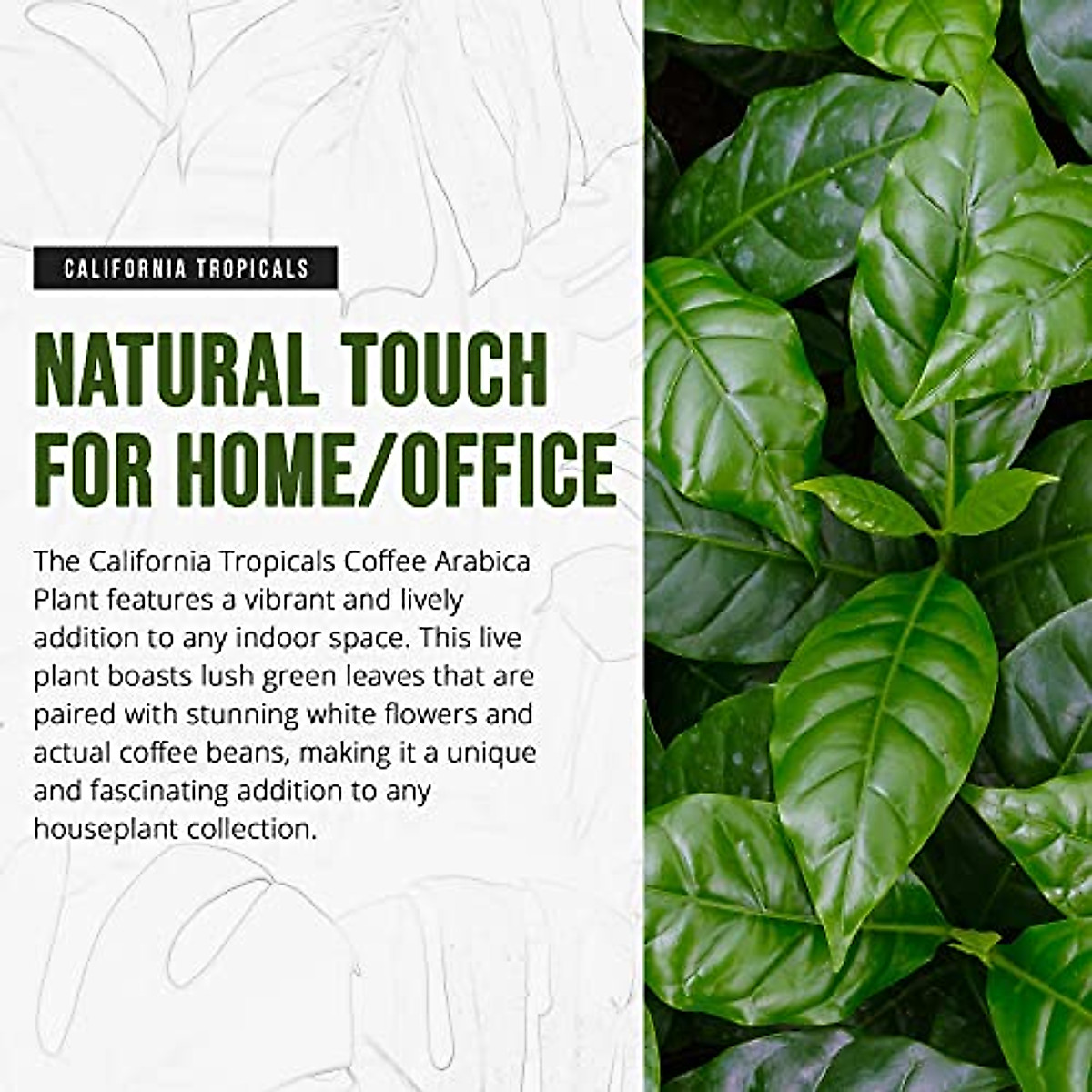 California Tropicals Arabica Coffee Plant - 4'' Live Plant, Coffee Tree, Cutie Beans, Indoor Plant Care, Gift for Coffee Lovers, House Plants Indoors for Beginners, Flowering Trees & Shrubs