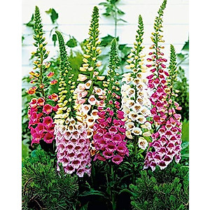 NIKA SEEDS - Flowers Purple Foxglove Digitalis Mix Perennial - 600 Seeds