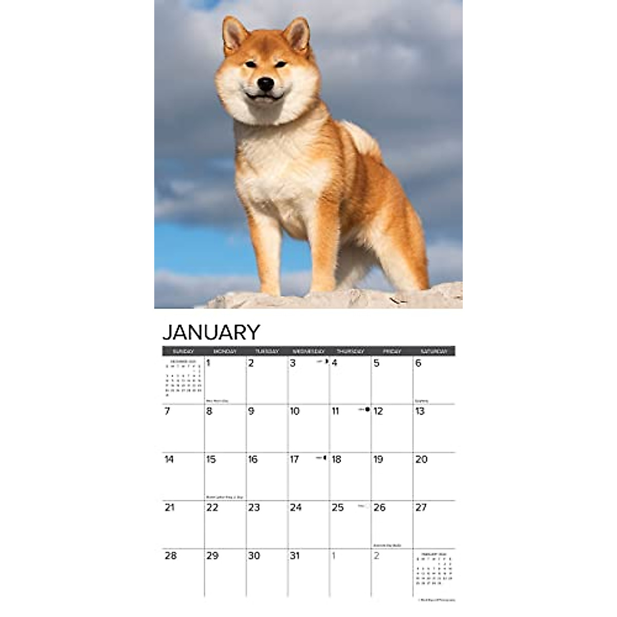 Willow Creek Press Shiba Inus Monthly 2024 Wall Calendar (12" x 12")