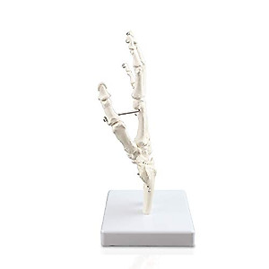 Vision Scientific VAJ210 Right Hand Skeleton with Articulated Joints | Shows Ulna and Radius, Portray Natural Movement of Human Hand | Instruction Manual