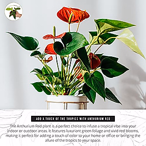 California Tropicals Anthurium Red - Live House Plants Indoor, 4 Inch Pot for Easy Care, Perfect for Office, Home & Flamingo Decor, Real Plant, Plant Gift, Flowering Plants, Sympathy Flowers