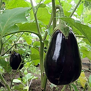 500 Black Beauty Eggplant Seeds for Planting Heirloom Non-GMO 2.5+ Grams of Seeds Garden Vegetable Bulk Survival