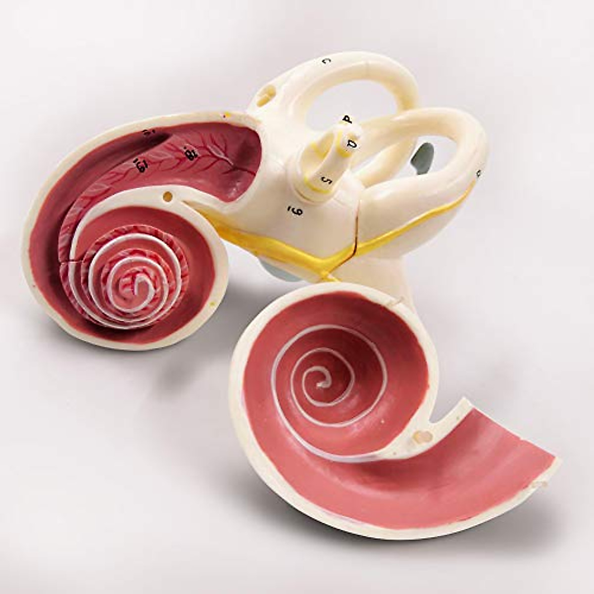 Inner Ear Model Labyrinth Model 2 Part 8X Cochlea Semicircular Canal & Vestibule Open Medical Anatomical Ear Internal Structure Model Human Organ Anatomical Model for Medical Study Display Teaching
