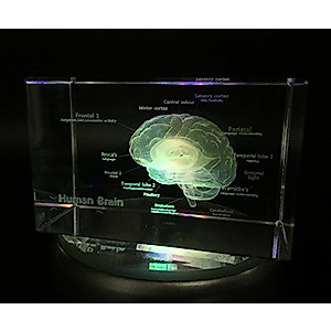3D Human Brain Anatomical Model Paperweight(Laser Etched) in Crystal Glass Cube Science Gift (No Included LED Base)(3.1x2x2 inch)