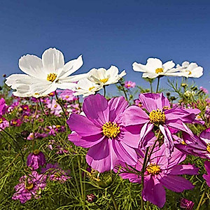 Outsidepride Cosmos Garden Wild Flower Seed Mix - 1/4 LB