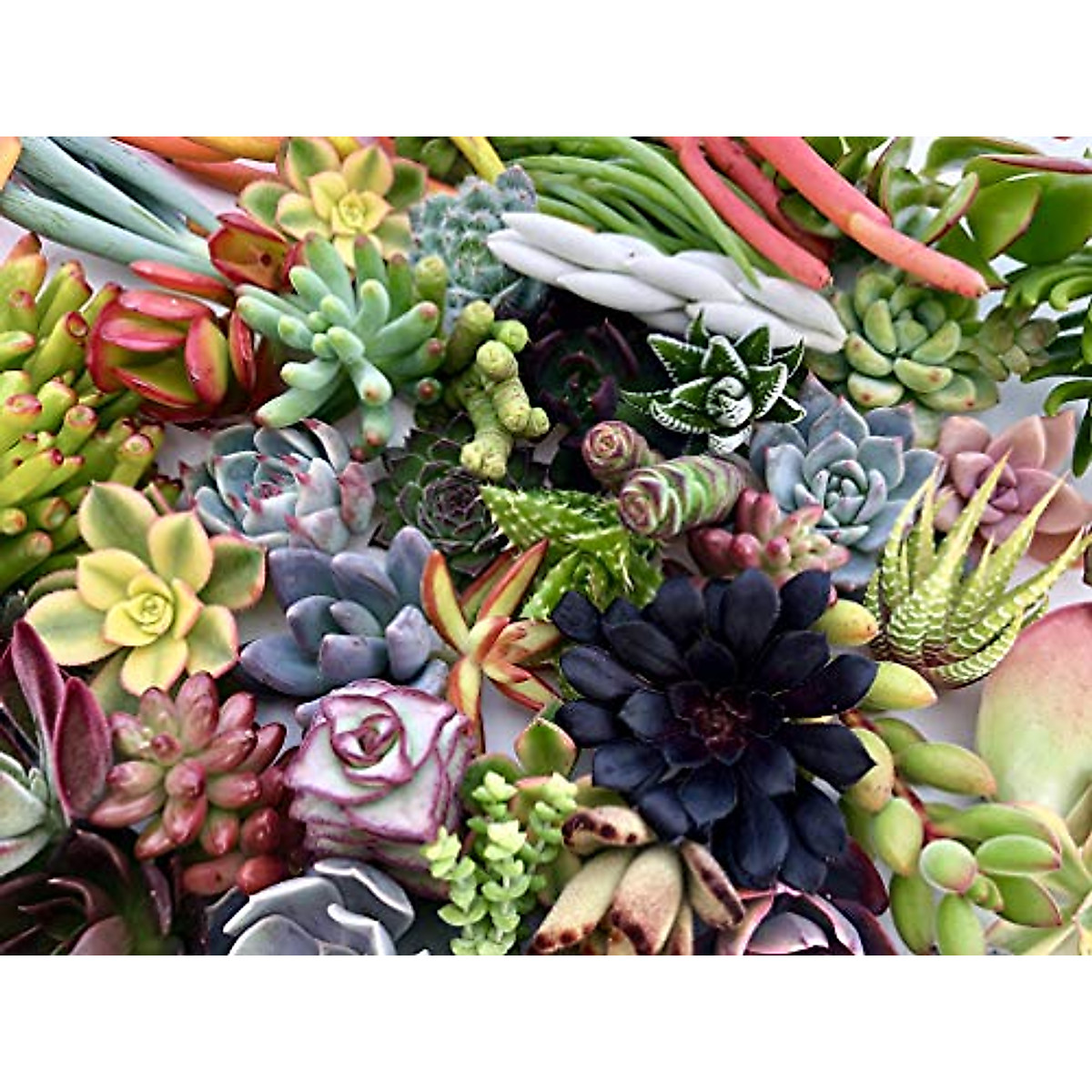 10 Assorted Live Succulent Cuttings, No 2 Succulents Alike, Great for Terrariums, Mini Gardens, and as Starter Plants by The Succulent Cult