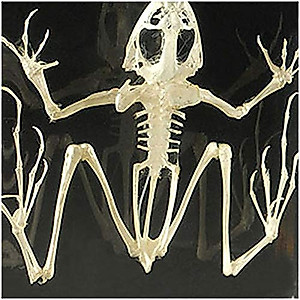 FHUILI Real Frog Skeleton Specimens - Frog Skeleton Natural Bone Model - Transparent Resin Animal Skeleton Embedding Specimen - Science Education Animal Anatomyl Specimen