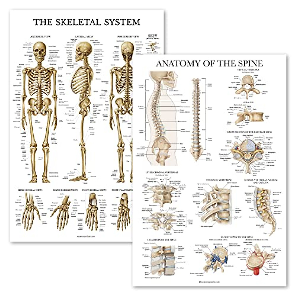 Palace Learning 2 Pack: Skeletal System Anatomy + Anatomy of the Spine Poster Set - Set of 2 Anatomical Charts - Laminated - 18" x 24"