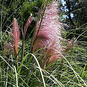 Heirloom 50+ Ornamental Perennial Grass Seed - Pampas Grass - "Pink" Tall Feathery Blooms