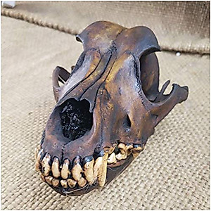 LUCKFY Real Wolf Skull Genuine Taxidermy Animal Bones Animal Skull Model for Bar Home Decoration Art Collection Veterinary Teaching Tool