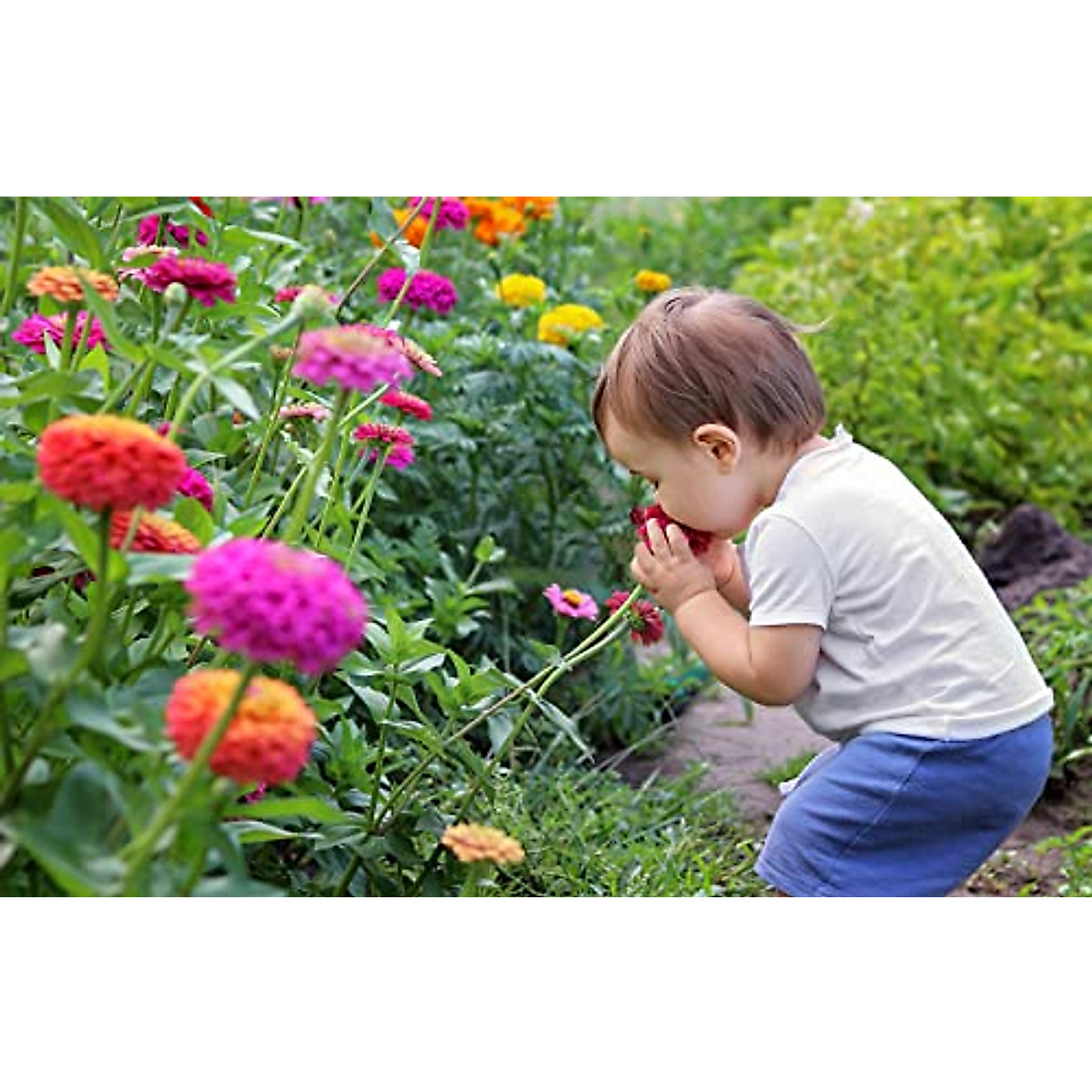 500+ Mix Colors Zinnia Seeds for Planting Outdoors, Heirloom Non-GMO 90% Germination, Open Pollinated, Wonderful Gardening Gifts