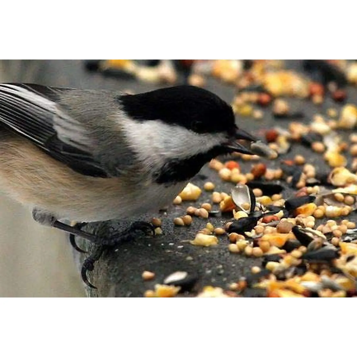 Backyard Seeds Classic Berry Blend Sunflower Bird Seed Mix in Bucket 15 Pounds