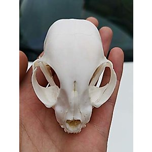 Animal Skeleton, 1/3 / 8/20 / PCS,Cat Skull (1)