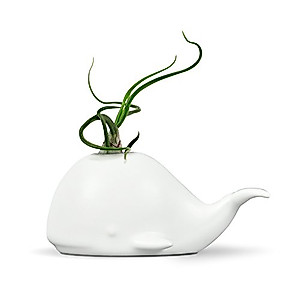 Genuine Fred Fancy Ceramic Mini Air Plant/Succulent Holder, regular, Whale