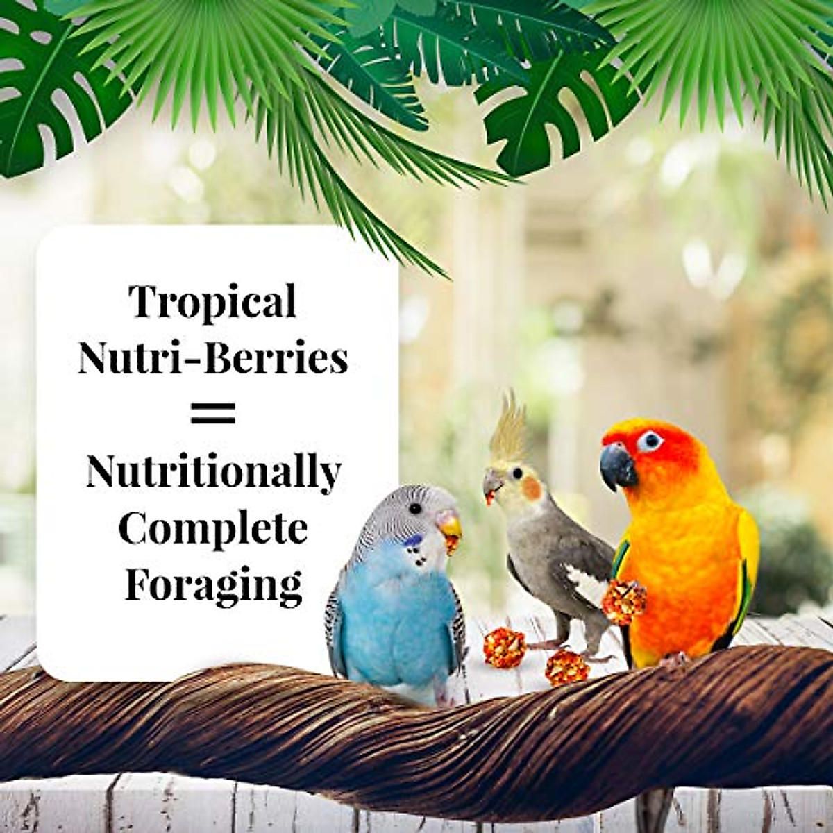 LAFEBER'S Tropical Fruit Nutri-Berries Pet Bird Food, Made with Non-GMO and Human-Grade Ingredients, for Cockatiels Conures Parakeets (Budgies) Lovebirds (Tropical Fruit 10 oz)