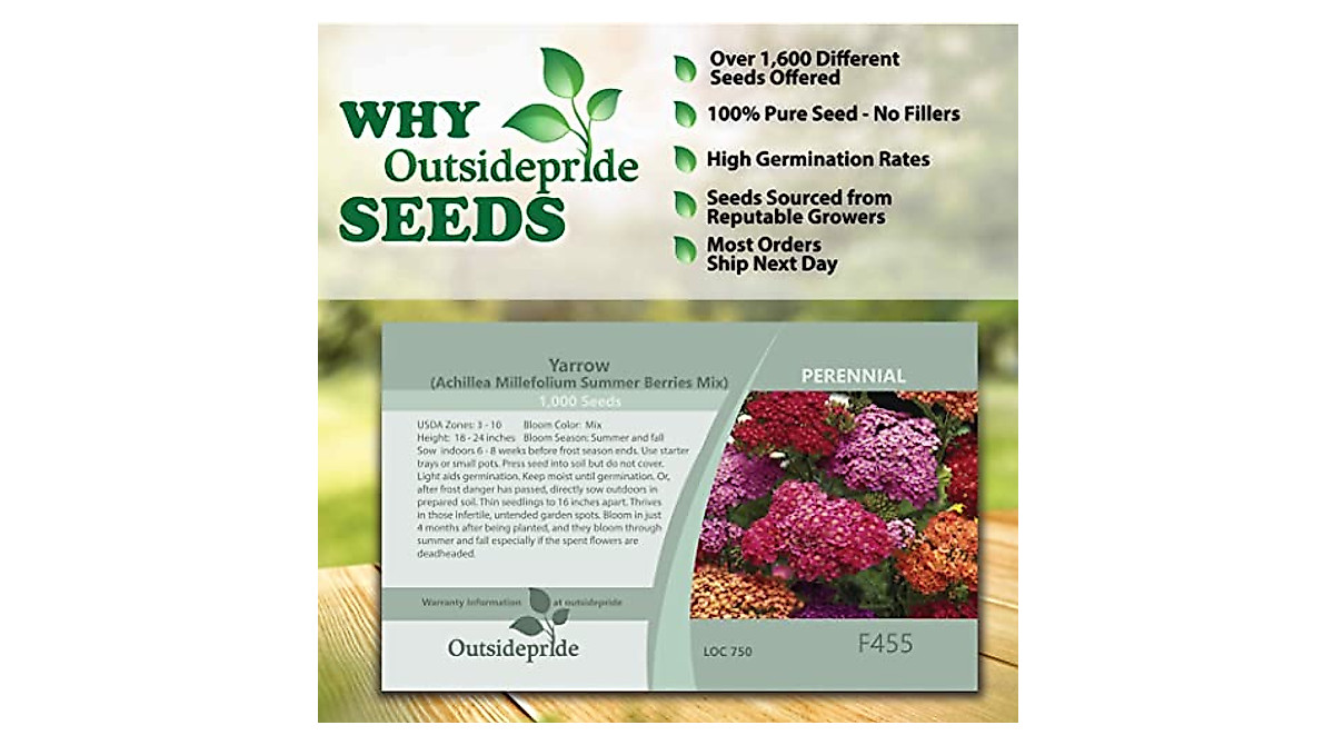 Achillea Yarrow Summer Berries - 1000 Seed Pack