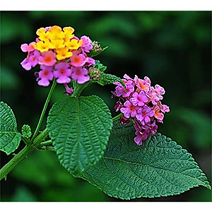 Mixed Colors 100Pcs Lantana Camara Seeds Garden Ornamental Flower Plant Seeds