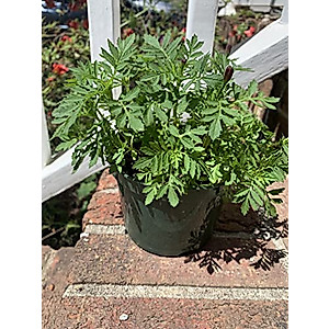 Bert's Garden Green Plastic 5" Starter Pots for Greenhouse Growing or Plant Starting, Also Called, Azalea Pots 10pk