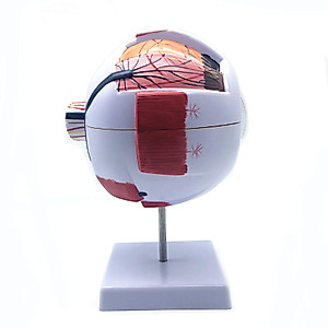 XINDAM 6X Enlarged Human Eye Anatomical Model,Anatomically Accurate Eye Model Human Eye Anatomy for Science Classroom Study Display Teaching Medical Model