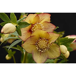 Perennial Farm Marketplace (Helleborus W.J. 'Apricot Blush') Perennial, 1 Quart, Peachy Yellow Flowers with Rose-Pink Veins