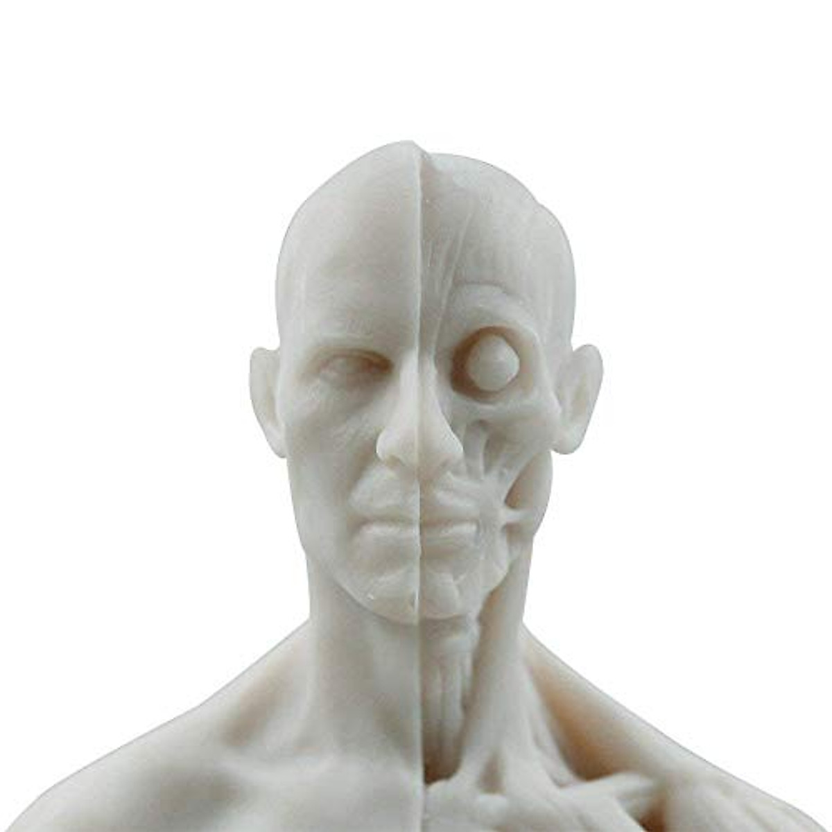 Male Anatomy Figure Ecorche and Skin Model Lab Supplies,Figure Anatomical Reference for Artists (White)