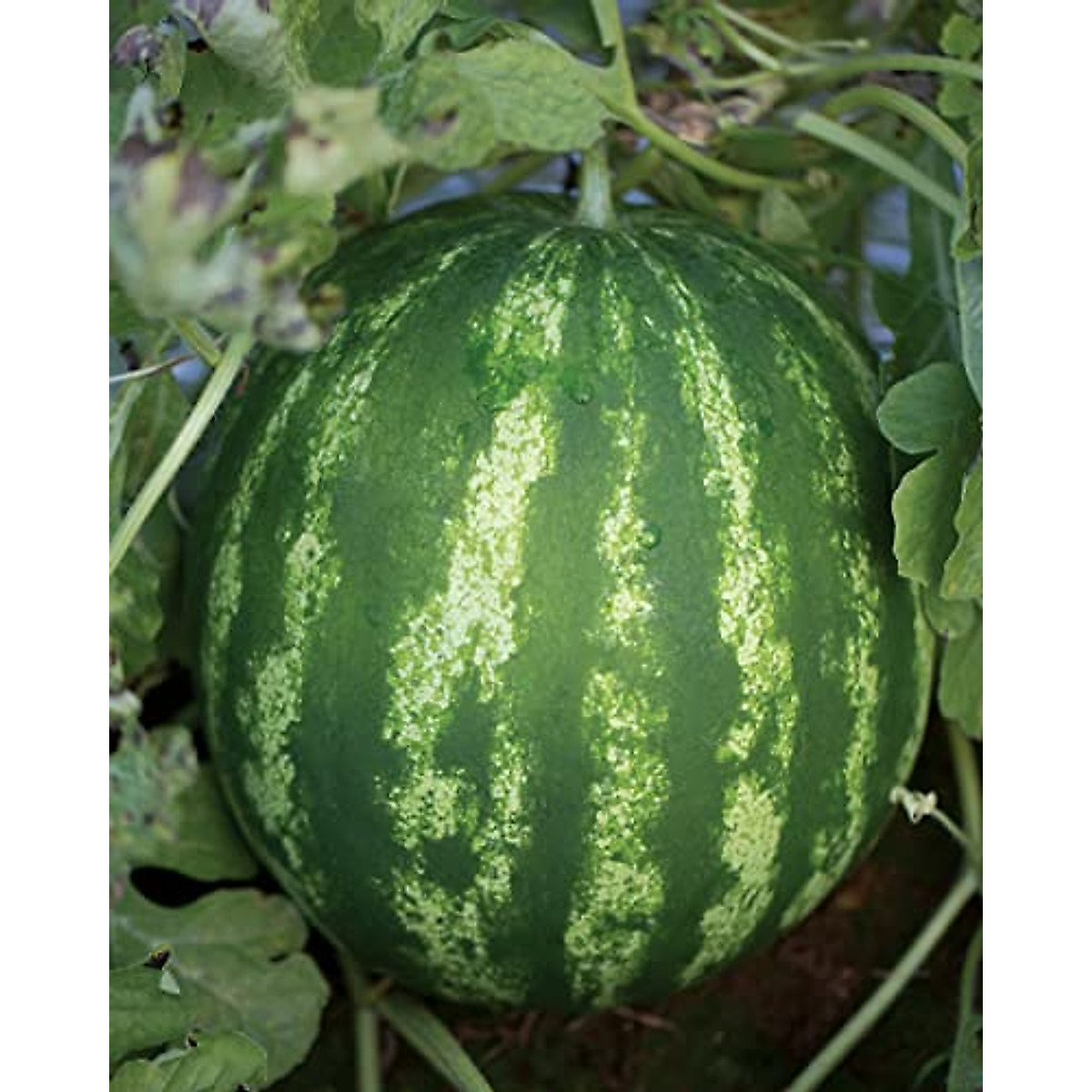 Burpee Crimson Sweet Watermelon Seeds 100 seeds