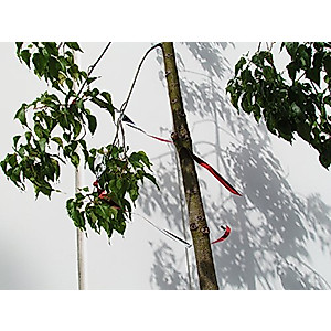 Bird B Gone MMFT-050 Flash Tape Bird Deterrent 1" x 50 ', Pack of 1