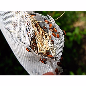 Praying Mantis Egg Case with Hatching Habitat Cup - 2 Praying Mantids Egg Cases & 1,500 Live Ladybugs