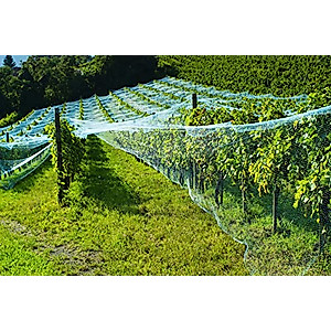 CandyHome Bird Netting for Garden,13Ft x 33Ft Reusable Garden Netting Plants Barrier, Plant Netting Mesh Net Protect Fruit Trees Seedlings Plants from Birds, Squirrels, Cicadas,Rodents