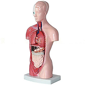 Human Torso Anatomical Skeleton 26cm Life Size Model Internal Organs Removable Health Demonstrations