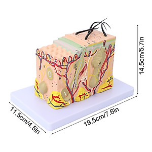 35x Enlarged Anatomical Skin Model for Cosmetology Study 3D Teaching Aids with Labeled Diagram Skin Model Ultrassist Skin Anatomy Model Teaching Tool for Science Study