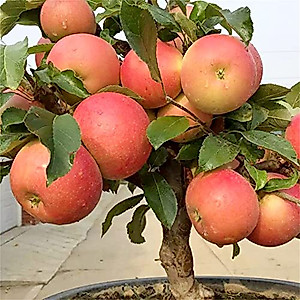 Dwarf Bonsai Apple Tree Seeds 30 Seeds Grow Exotic Indoor Fruit Tree Rare Seeds