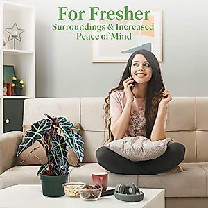 American Plant Exchange Alocasia Polly African Mask, 6-Inch Pot, Live Tropical Houseplant, Dark Green/Purple Foliage