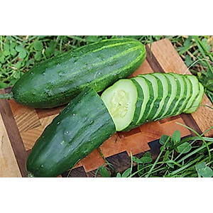 Gaea's Blessing Seeds - Spacemaster Cucumber Seeds (2.0g) Non-GMO Seeds with Easy to Follow Planting Instructions - Heirloom 90% Germination Rate