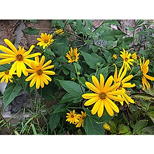 7 Tubers Jerusalem Artichoke - Individual Tubers for Planting - AKA Sunchokes, Sunroot, White