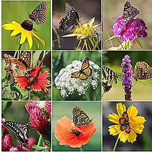 Perennial Wildflower Seeds Package with 31 Different Varieties 100,000+ Seeds, Hummingbird and Butterfly Garden Seeds, Popular Perennial Flower Seeds, Non-GMO Wildflower Seeds Mix for Your Garden
