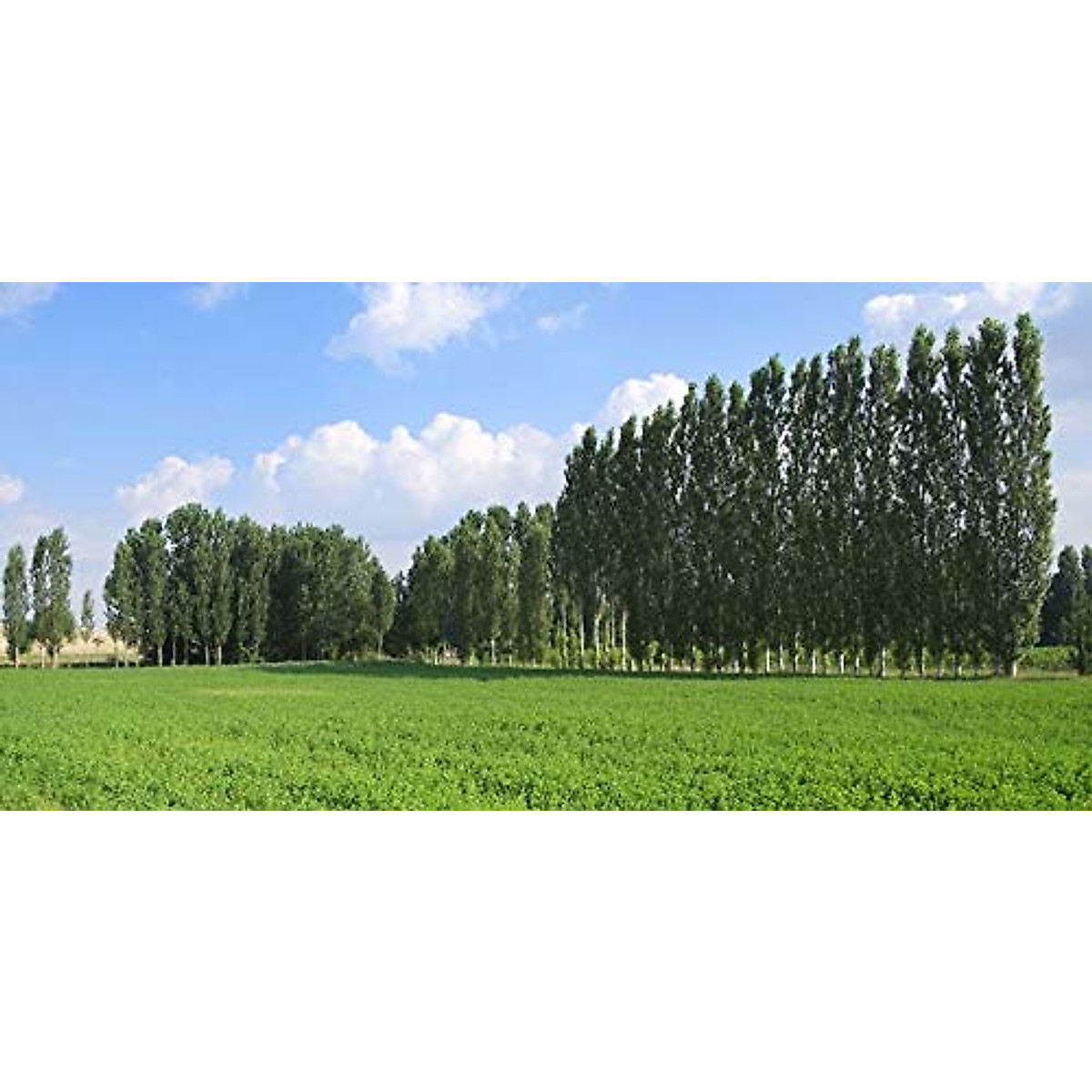 10 Fast Growing Trees - 10 Hybrid Poplar Tree Cuttings - Fast Growing Shade or Privacy Trees - Very Attractive and Good for The Enviornment