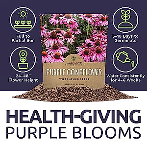 Purple Coneflower Seeds – Extra Large Packet – Over 3,000 Open Pollinated Non-GMO Wildflower Seeds – Echinacea purpurea