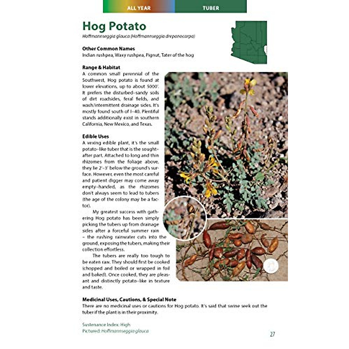 Wild Edible Plants of Arizona