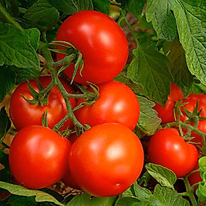 8-8-8 Triple Play Tomato & Vegetable Plant Food, Covers 250 sq. ft.