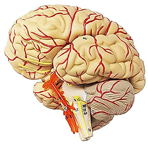 Evotech Human Brain Model w/Arteries, 9 Parts Life Size Anatomy Brain Model on a Base Show Horizontal Plain Through Eyeball Level for Science Classroom Study Display, Manual Included